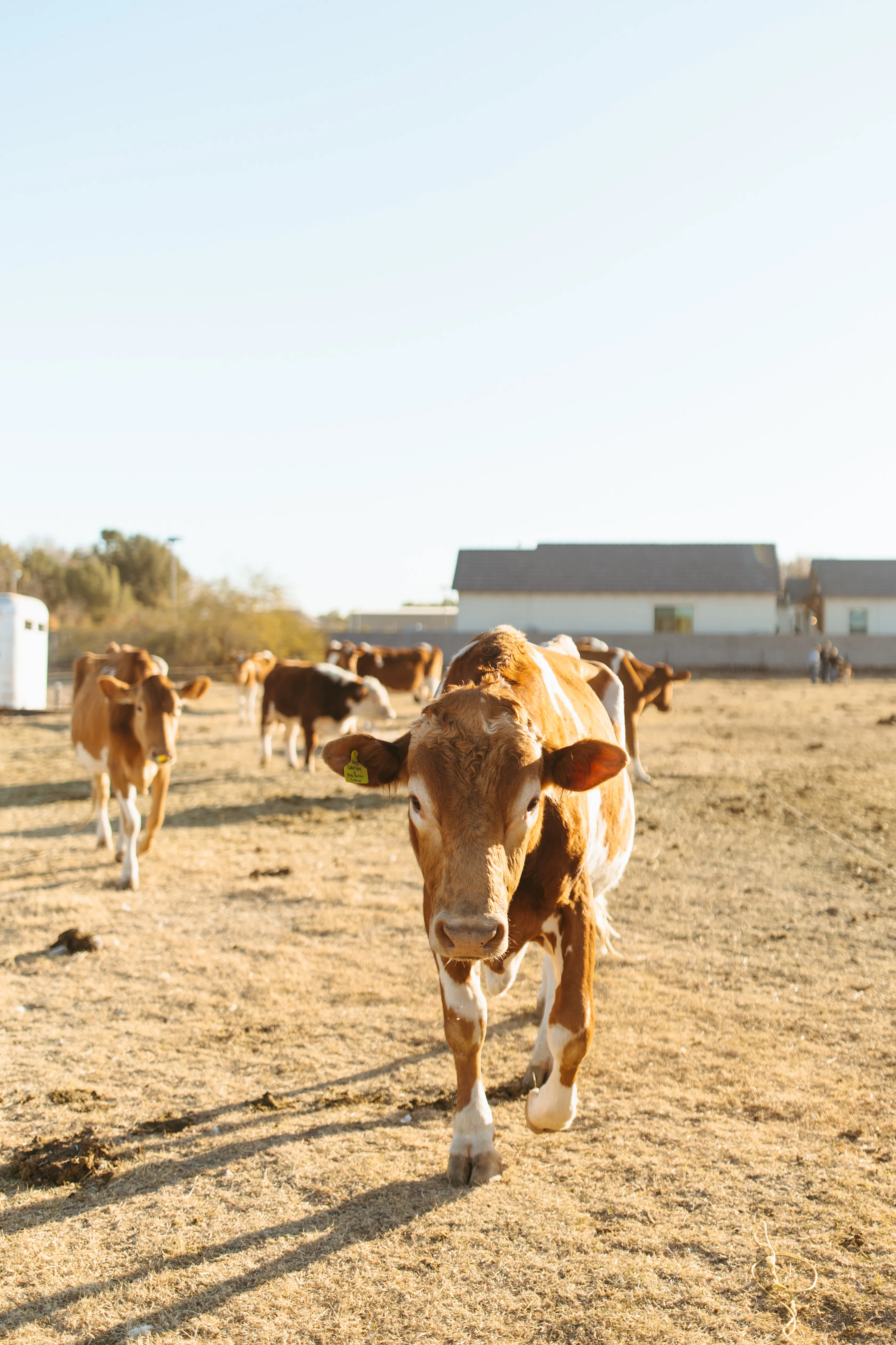 Harper Farm School | Gilbert, Arizona